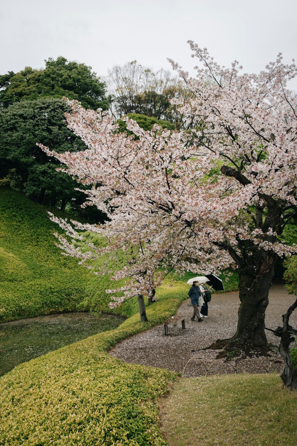 Kirsebærblomstringen i Japan – Den ultimate guiden til sakura-sesongen ...