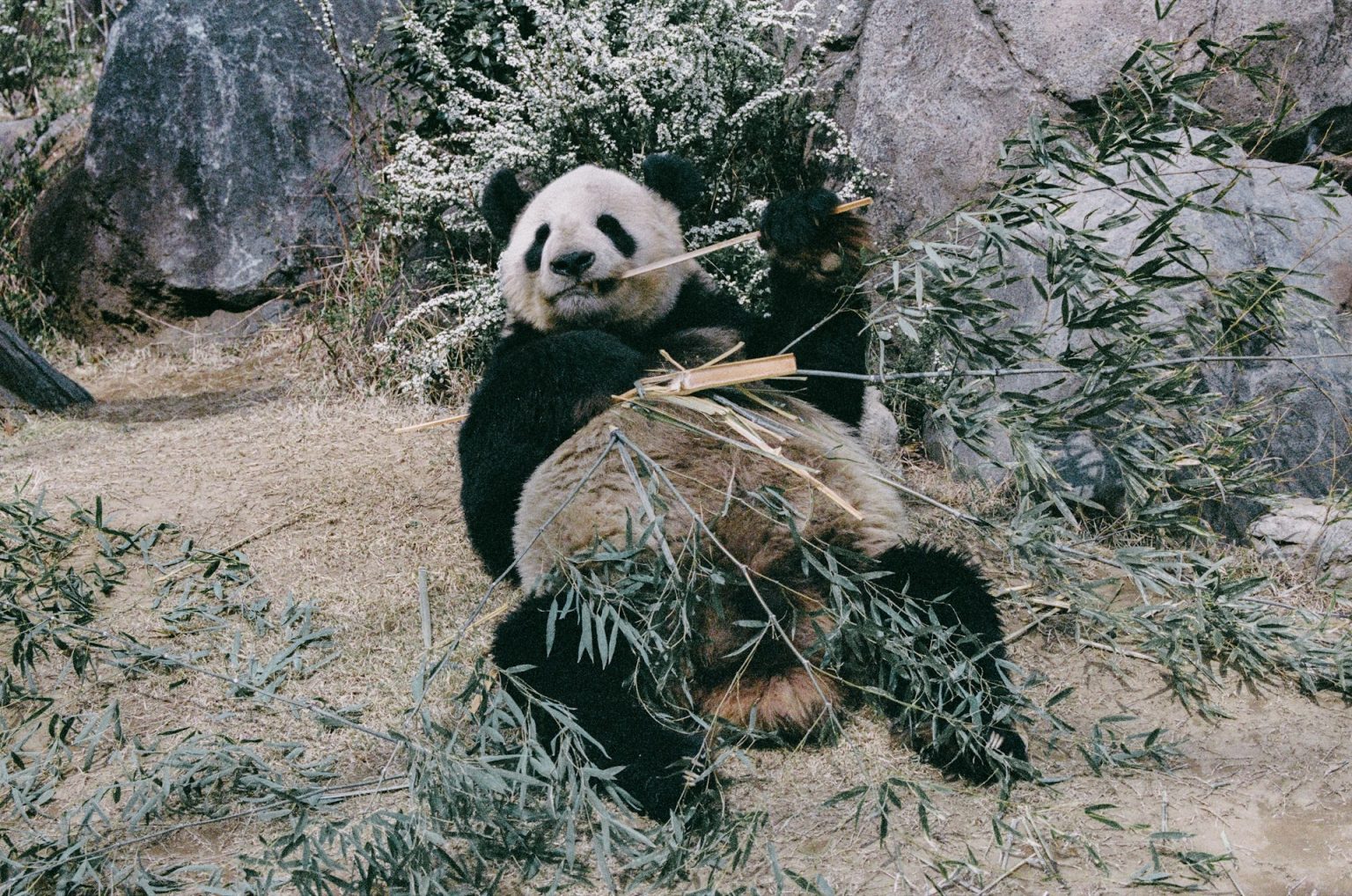 Ueno Zoo: Dyreparken midt i Tokyo - JapanGuiden.no